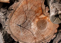 Filiera legno-energia lombarda sotto i riflettori | GUIDA EDILIZIA